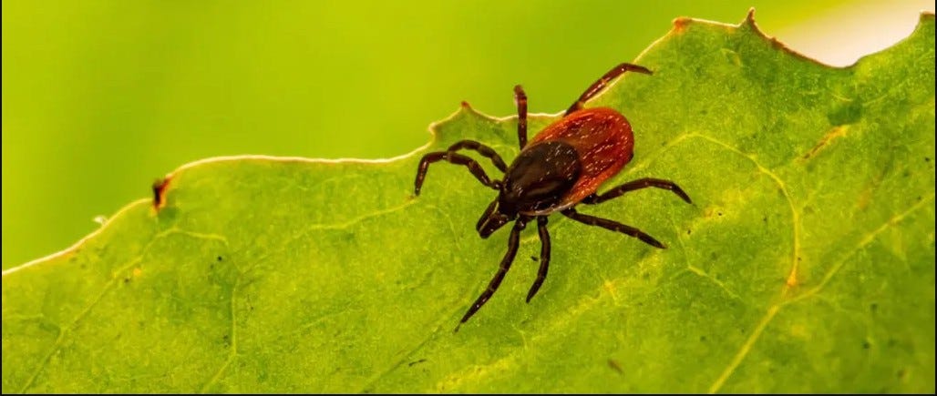 Lyme Disease Treatment: Expert Naturopathic Doctor | Medium