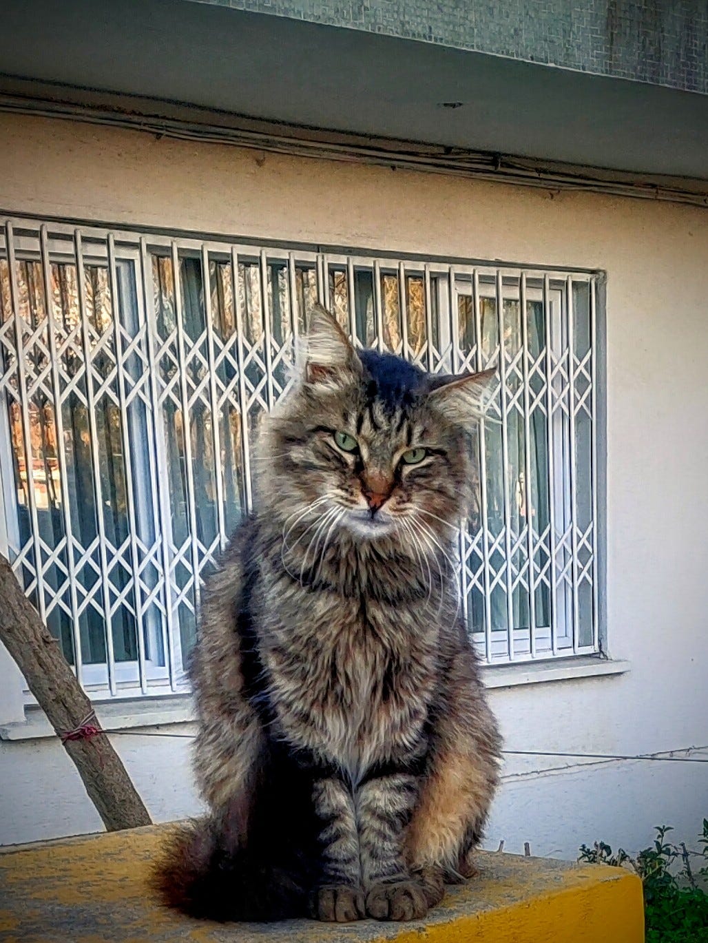 Fluffy Cat. Fluffy Cat How cuteness is deceptive, Your fluffiness, the ...