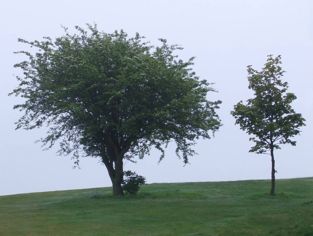 Which Tree are you Cultivating?. An mindfulness analogy for growth ...