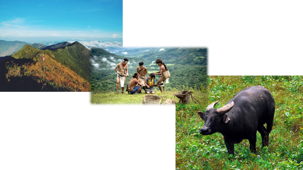 “MAHALTA: The significance of the Mangyan, Halcon, and Tamaraw ...