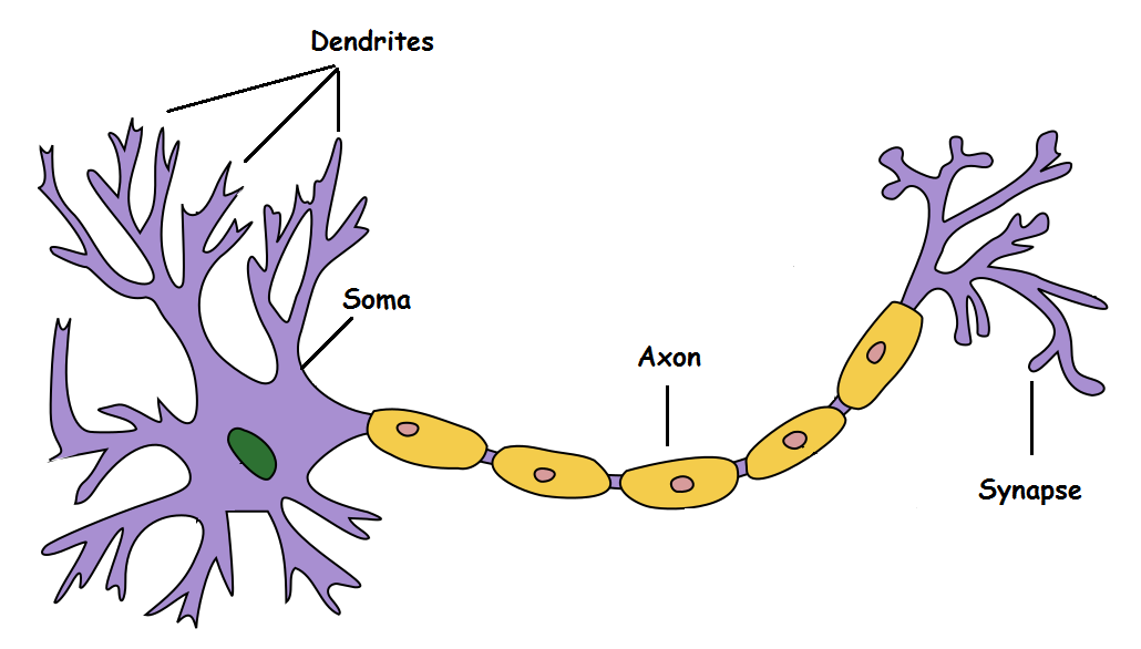 MP Neuron Model. Biological Neurons | by Tanuj Shrivastava | Analytics Vidhya | Medium