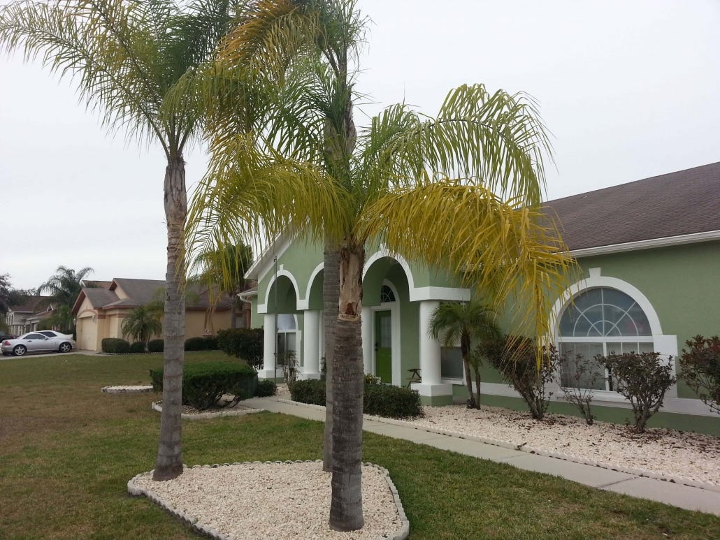 Practical Benefits of Palm Tree Management & Care | by Rozy Evans | Medium