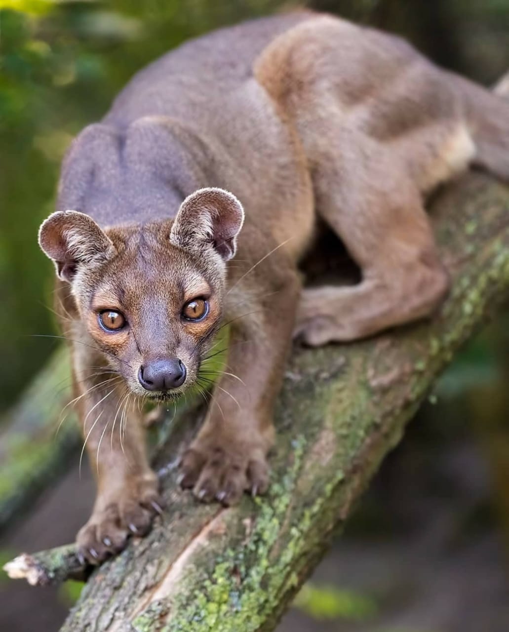 Fossa. But the old men of the village named it… | by Abdul Hanan | Aug ...