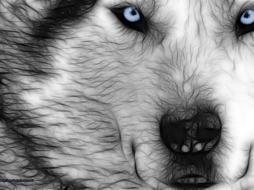 Chi ha paura…. Chi ha paura del lupo cattivo? | by Francesca Valico ...