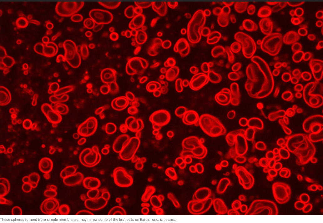 Model of Primordial Life. AAAS: “Lab-created ‘protocells’ provide… | by ...