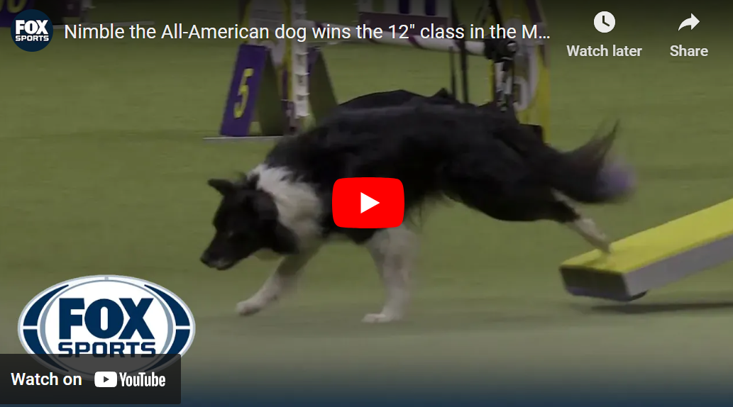 Dog Fast, Dog Furious. Rival dogs trash-talk Nimble, Agility… | by T ...