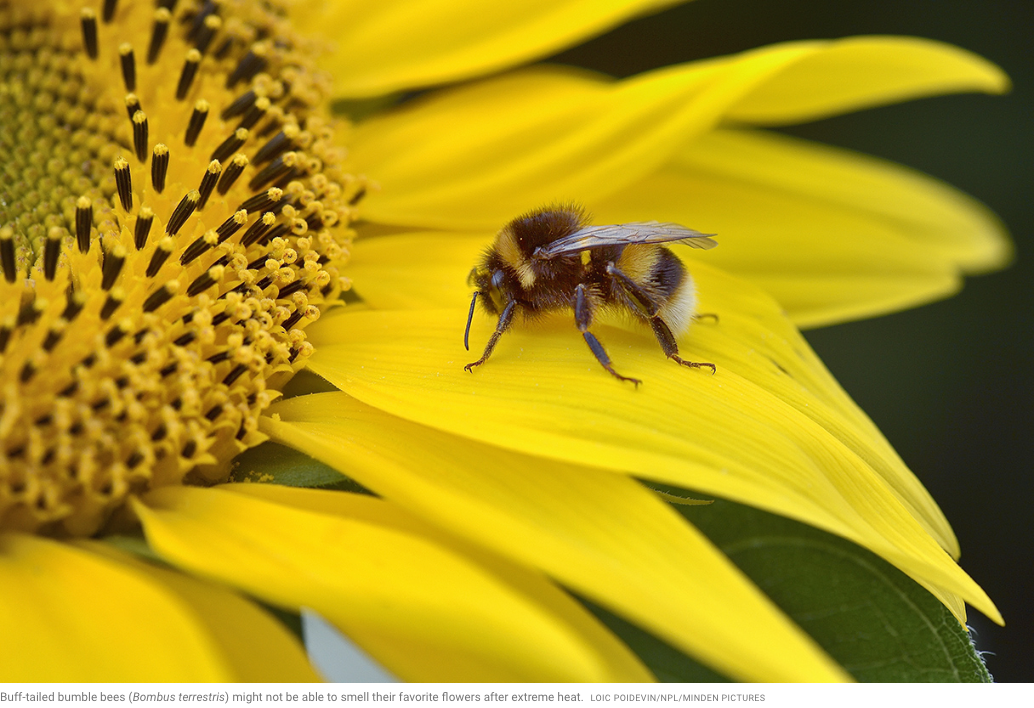 Bumbling Bumble Bees. AAAS: “Bumble bees lose their sense of… | by S. W ...