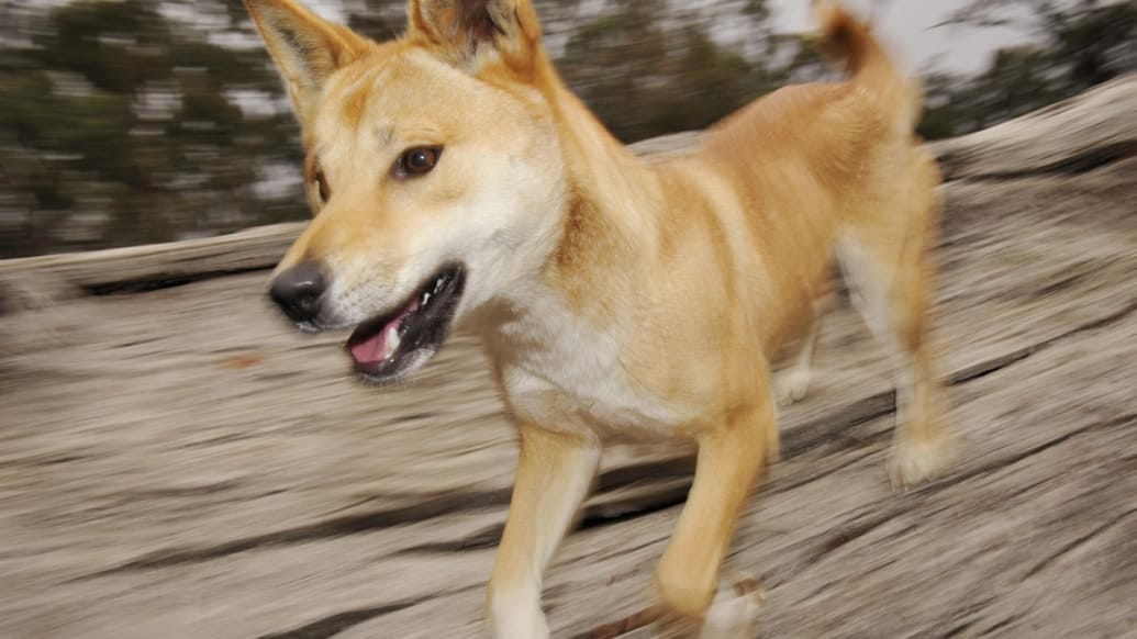 Where do Dingoes Come From, What do They Eat, and Do Dingoes Really Eat ...