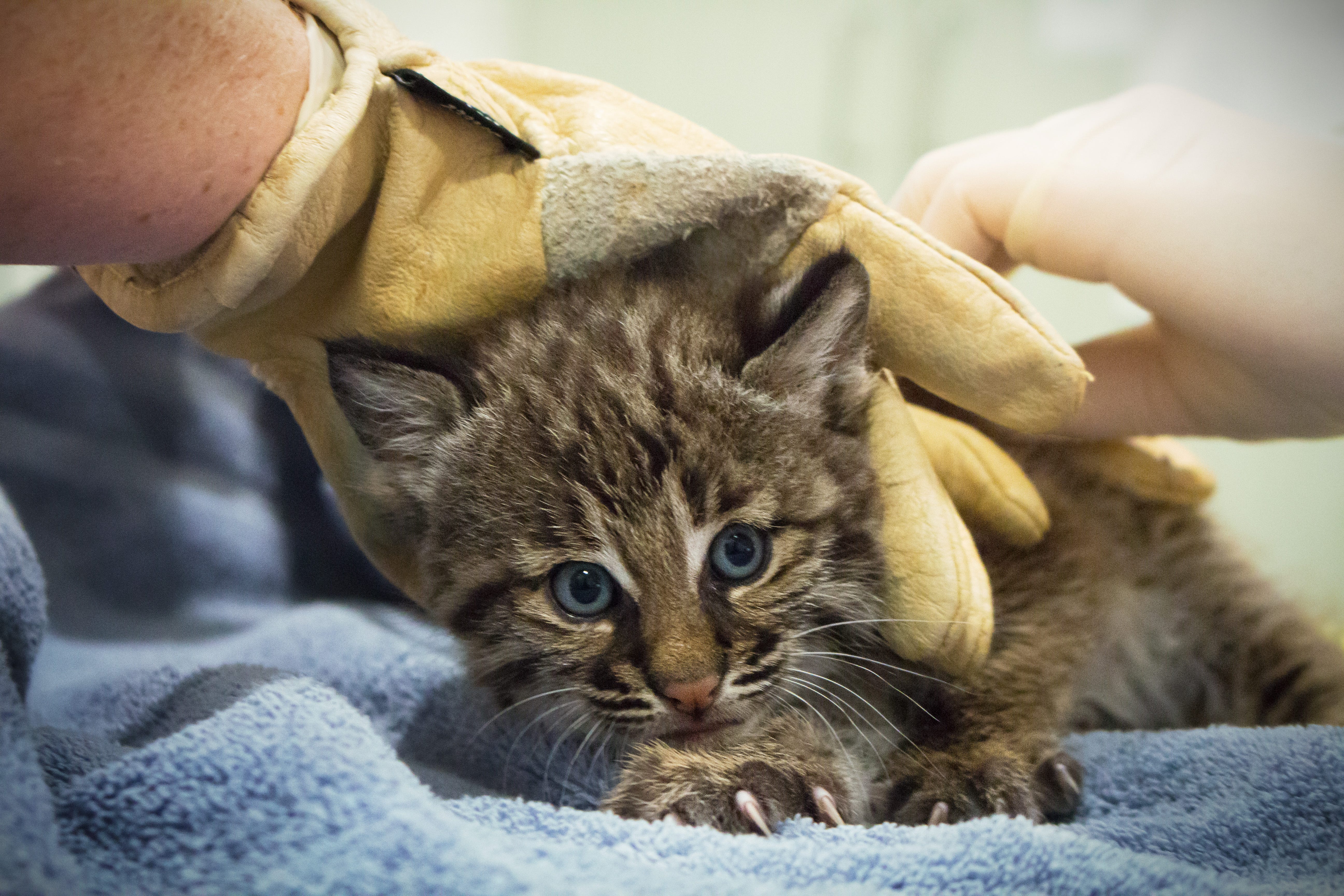 Newborn Bobcat