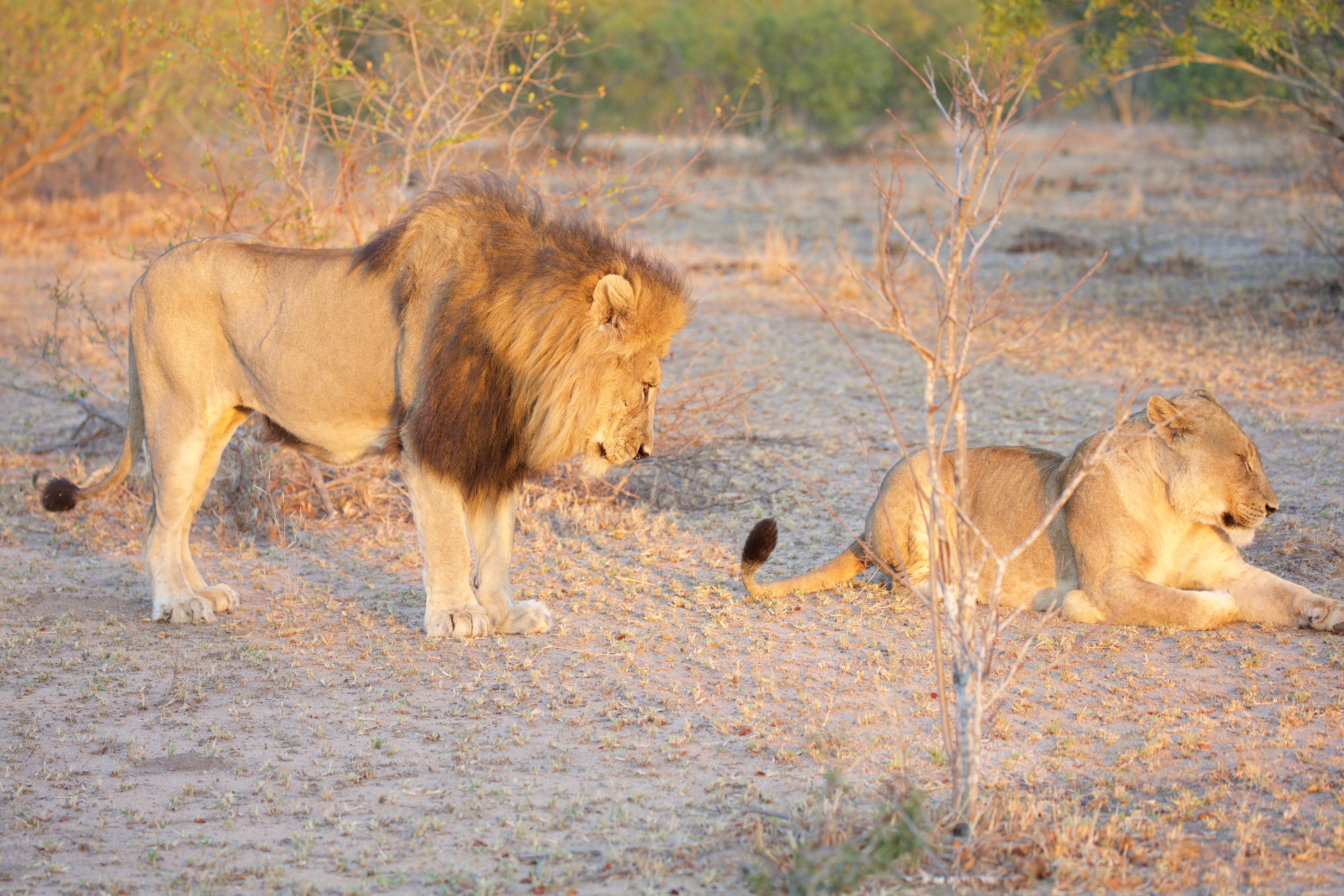Simba And Nala Mating