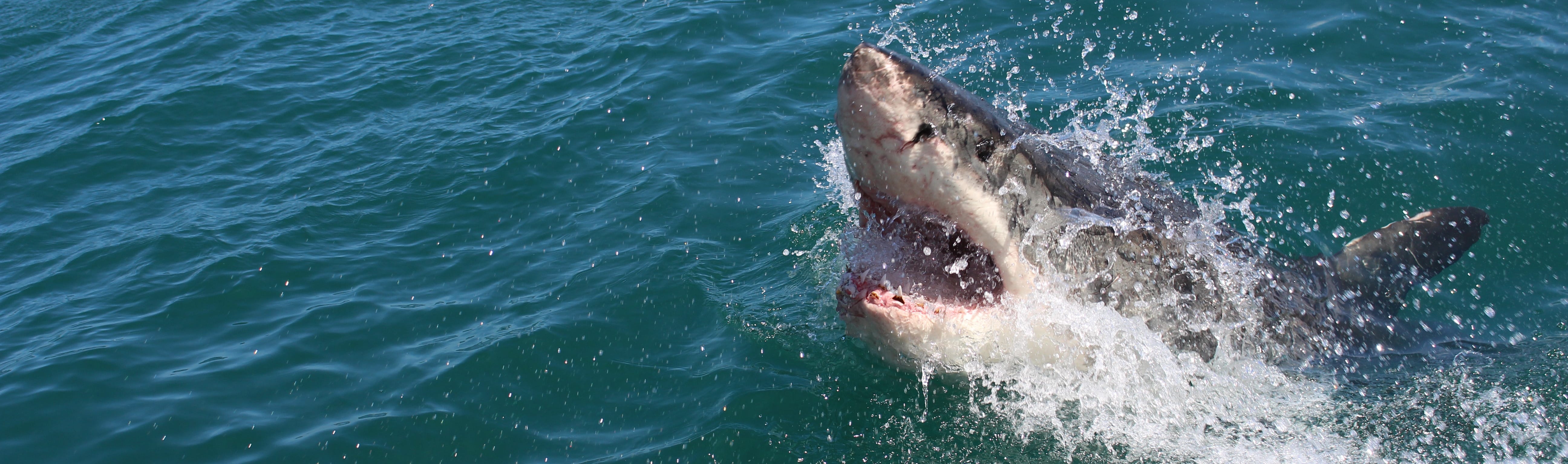 Great White Shark Jaws Open