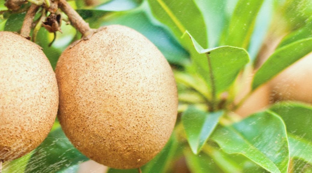 Sapodilla Fruit Taste