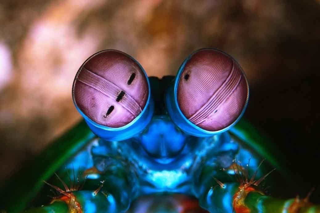 The Quantum Observer Effect and Evolution: The Fascinating Case of the ...
