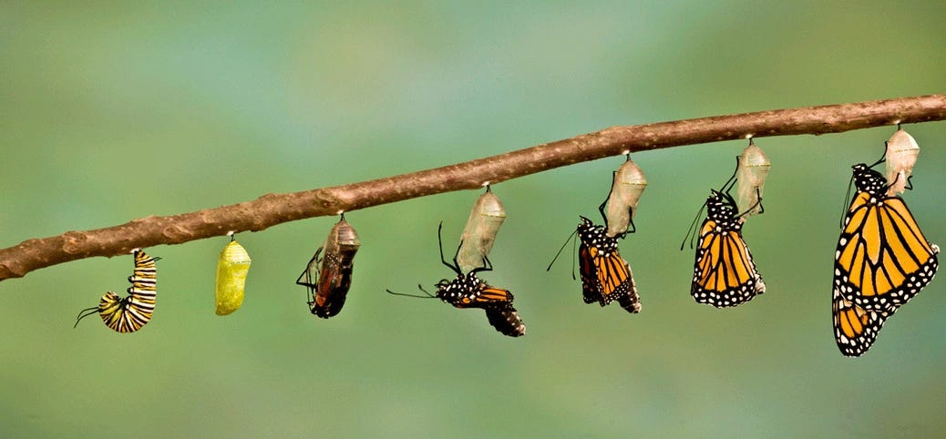 Mealworm Magic: Trust and Transition [still very in progress] | by ...