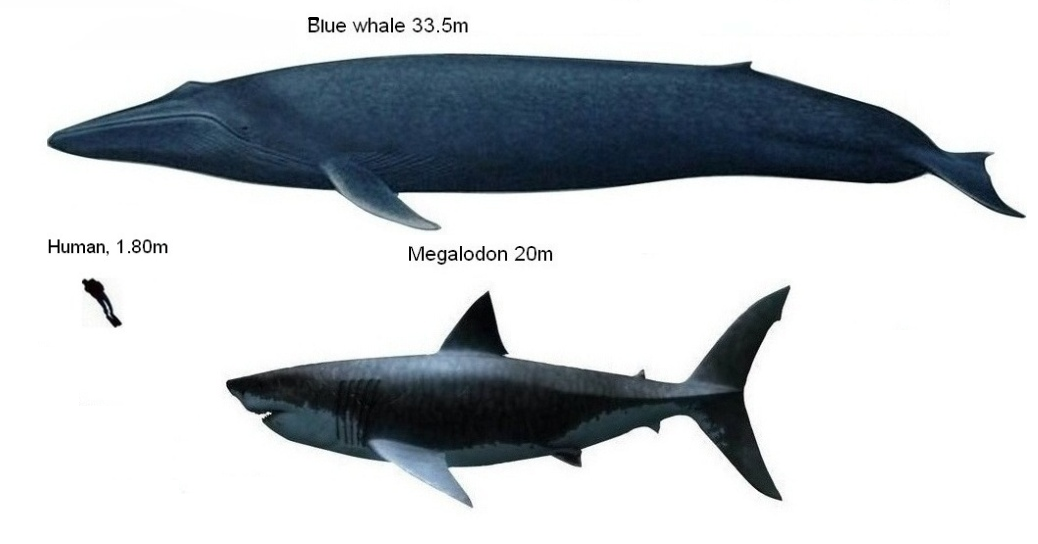 EVERYTHING ABOUT A MEGALODON(PART 2) | by Harikiran | Medium
