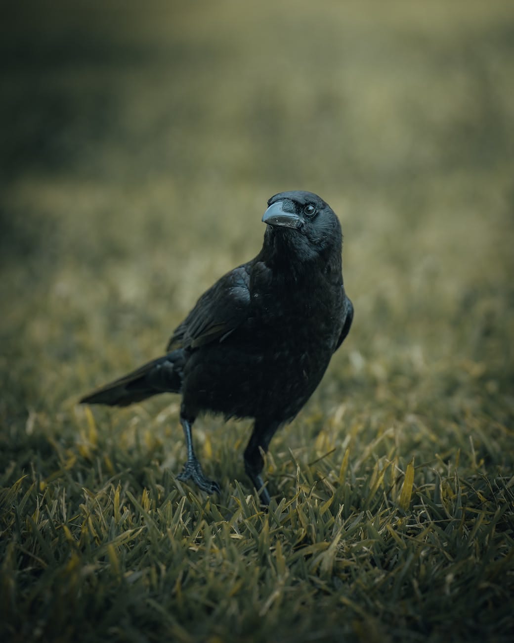 The Wise Crow and Clever Cat: A Story of Teamwork and Karma | by ...