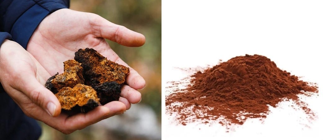Is Chaga Powder Good For Gut Health? | by JOYWIN Natural Products | Feb ...