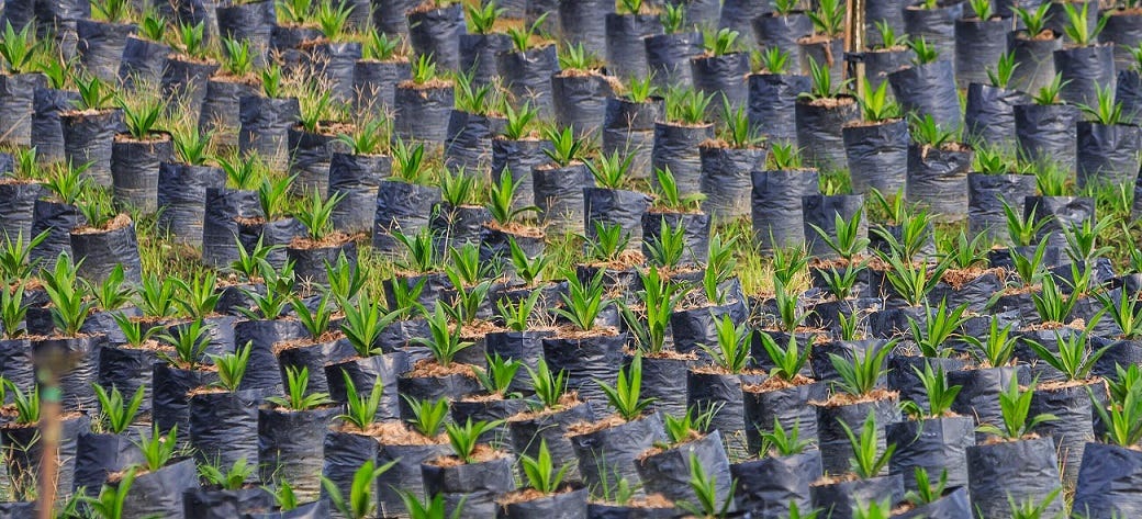 Deceit and Destruction Behind FAO’s Forest Definition | by Deep Green ...