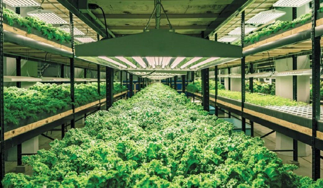 An Introduction to Urban Farming. Dev Diary #3 | by Ngadi | Medium