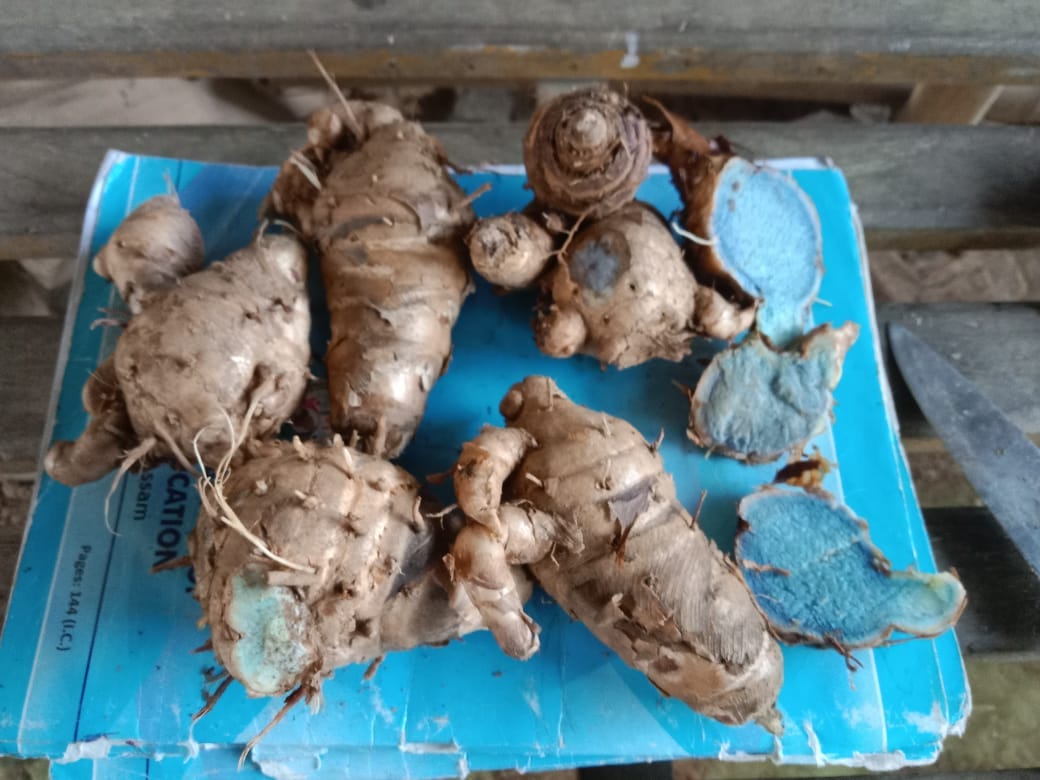 Indian Black Turmeric price of Blue Turmeric in India | by Nik ...