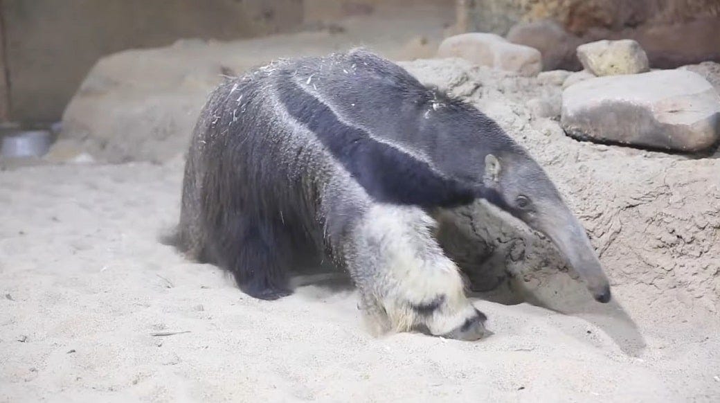 Aardvark: Nature’s Ant-Eater with a Remarkable Tongue! - The Infox - Medium