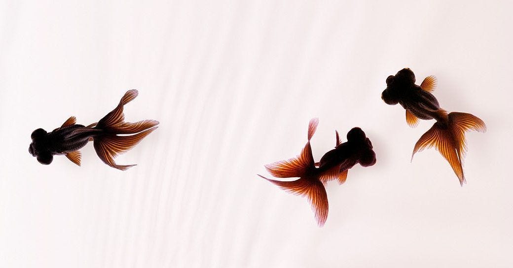 Paying (For) Attention, Part 1: The “Goldfish” | by Travis Biechele ...