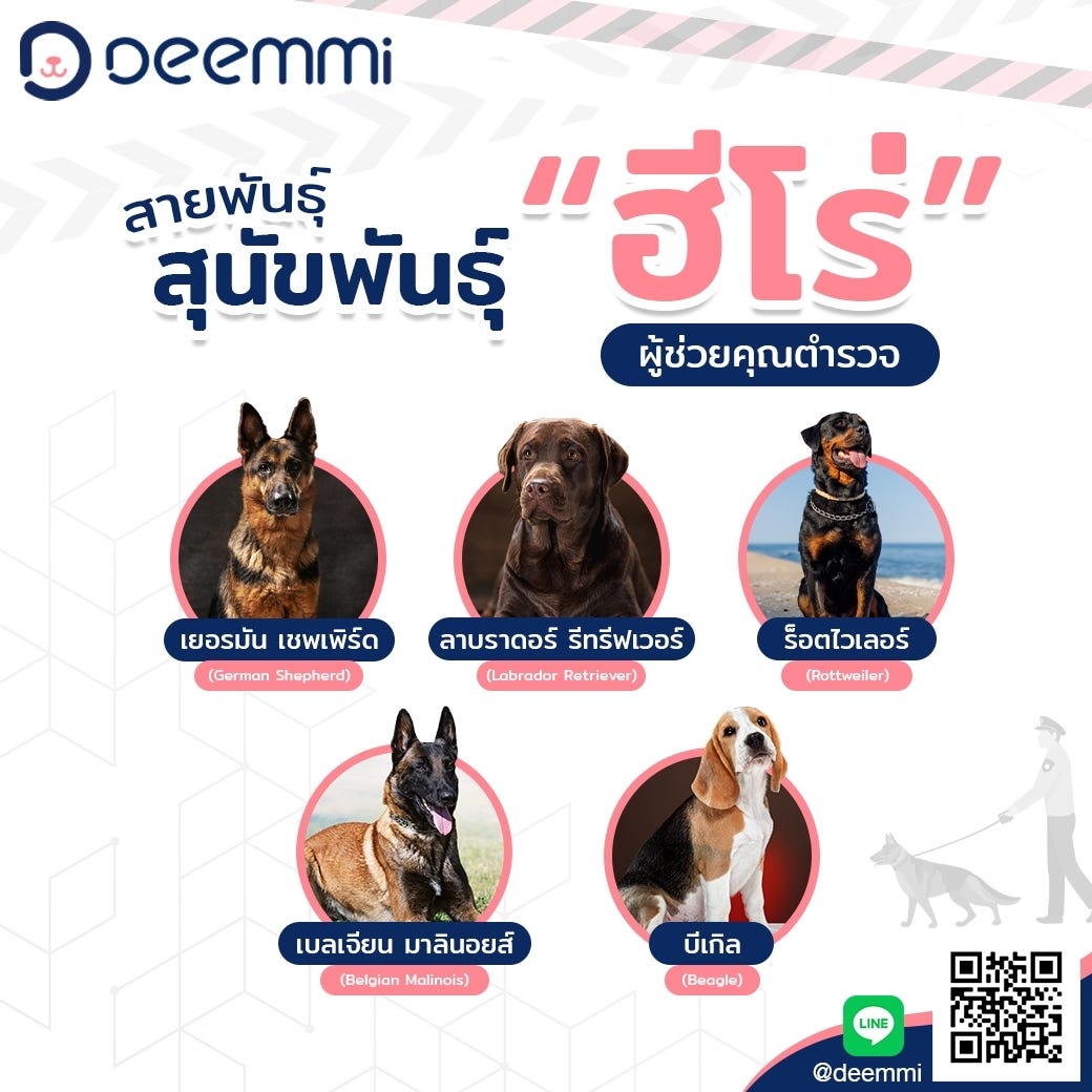 รู้จักกับสุนัขฮีโร่ผู้ช่วยคุณตำรวจ | Deemmi | by Deemmi Pets | Medium
