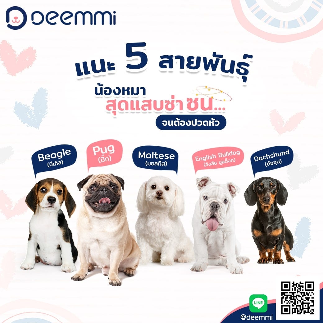 5 สายพันธุ์สุนัขสุดแสบซ่า จนต้องปวดหัว | Deemmi - Deemmi Pets - Medium