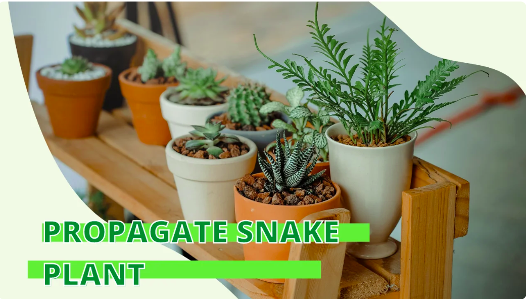 How to Propagate Snake Plant in 5 Steps | by IKTimes | Sep, 2024 | Medium