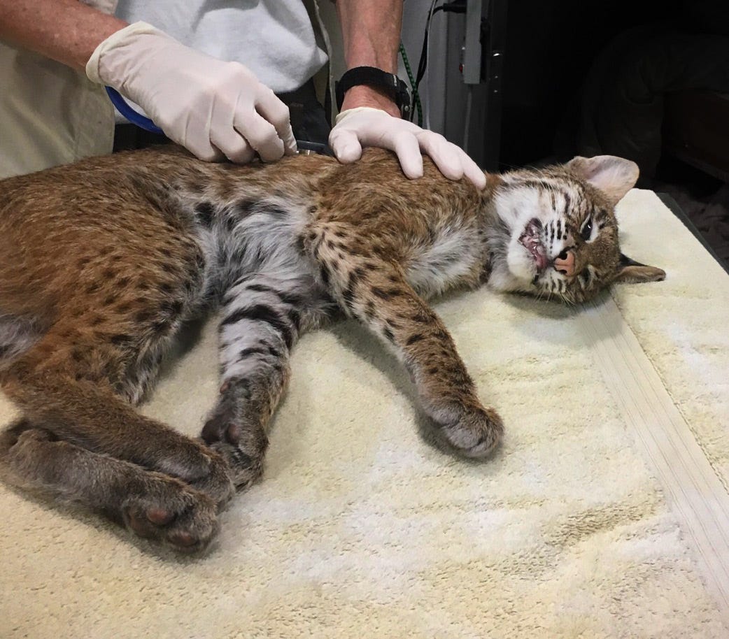 Bobcat exemplifies why we need wildlife injury prevention education ...