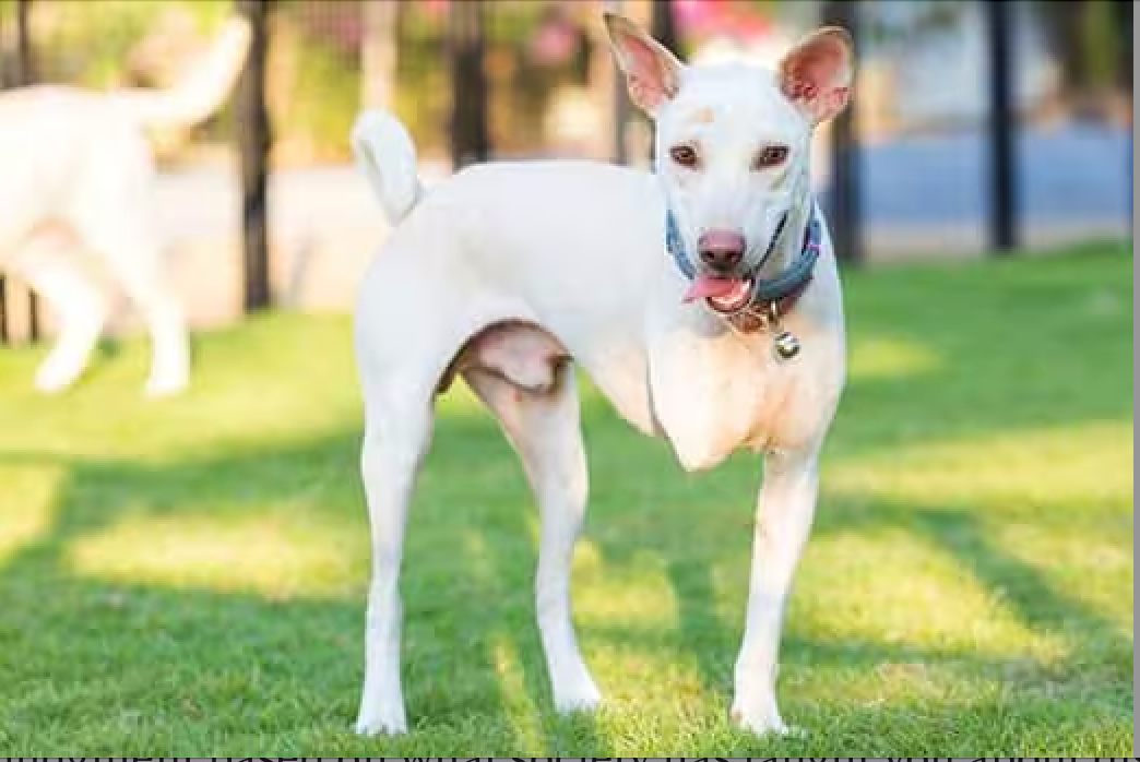 Three Legged Dog. Have you ever watched a dog with three… | by Matt ...