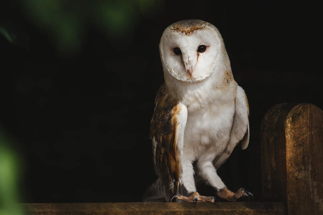 The Dangers of Staying Up Late: Why Night Owls Are at Higher Risk for ...
