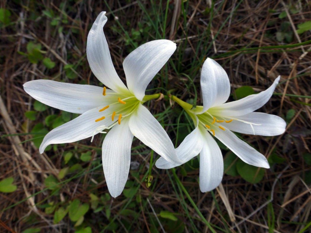 Wild Lily. In the core of untamed scenes and… | by Madalina Alexei | Medium