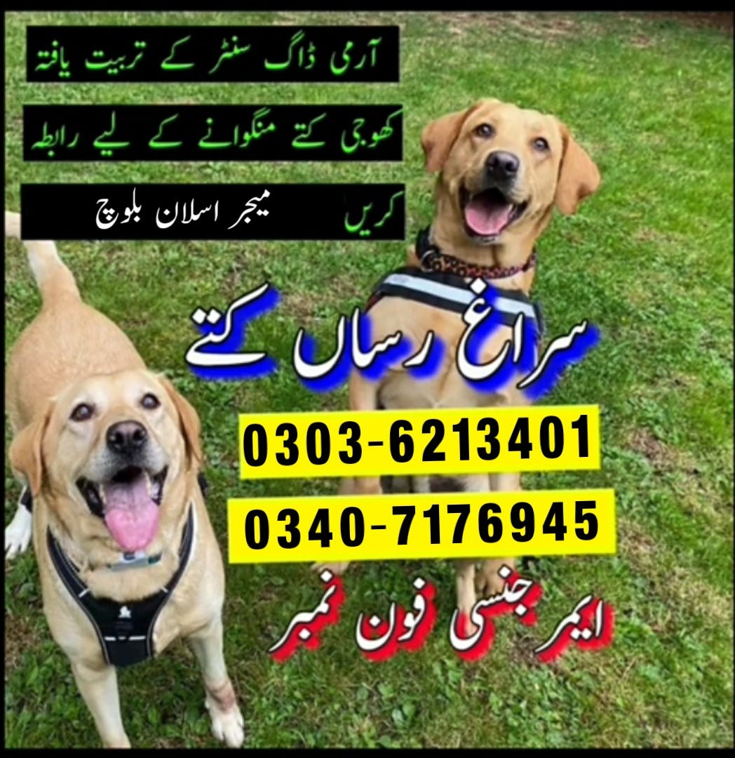 Army Dog Center Kasur #03036213401 - Khoji Kutta Pakistan - Medium