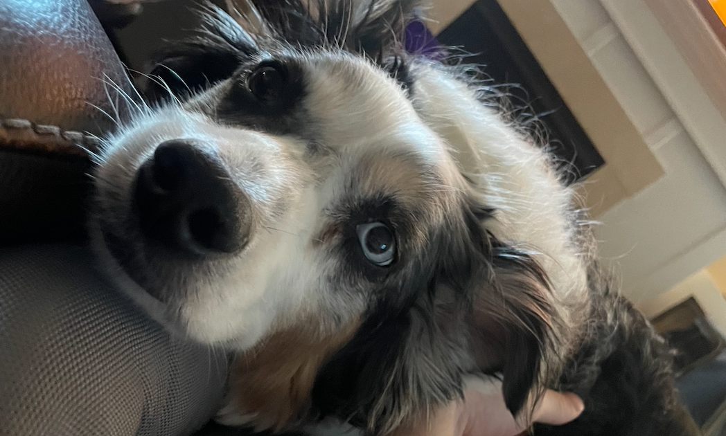 Meet Mingy the Aussie!. Mingy is a mini Australian shepherd. | by Jenna ...