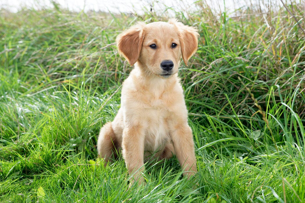 The Ultimate Guide to Golden Retriever Puppy in Tennessee | by ...