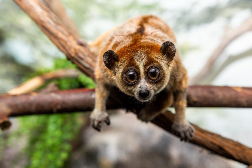 8 Facts About Cute Animals That Will Make You Hate Them Forever | by ...