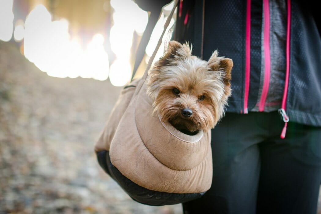 Cycling with Your Canine: Dog Backpacks | by Cycling Shop UK | Jun ...
