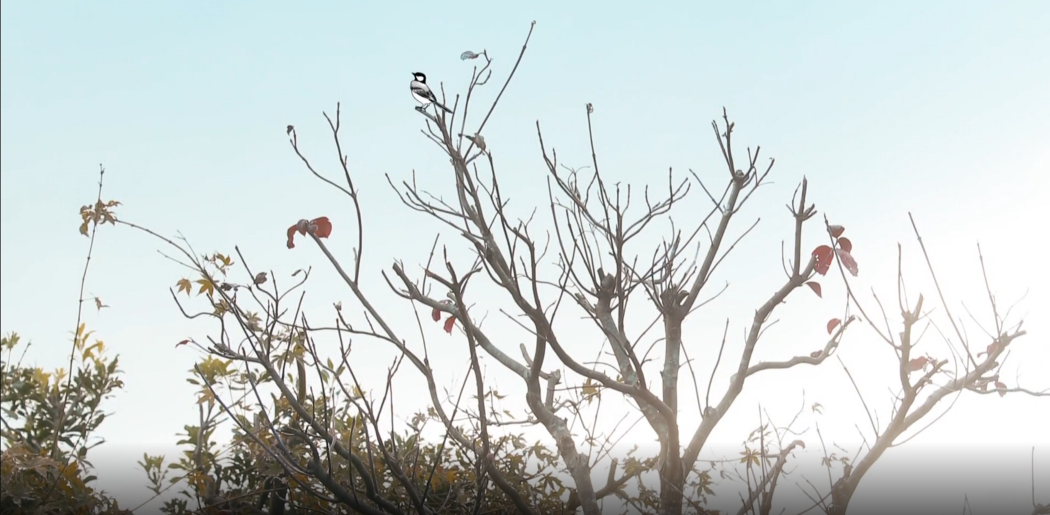 Introducing Brave Bird. ───────────────────── | by BraveBird Gaming🎮 ...