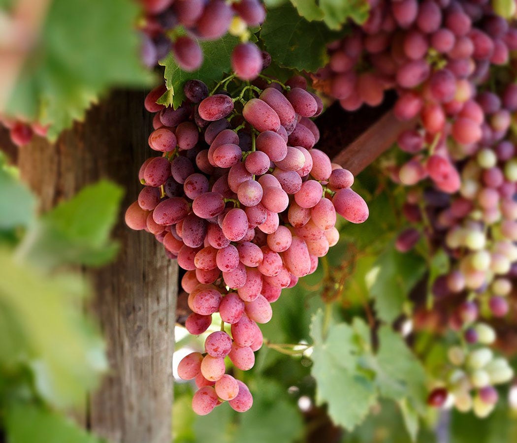 White Seedless Grape Delight