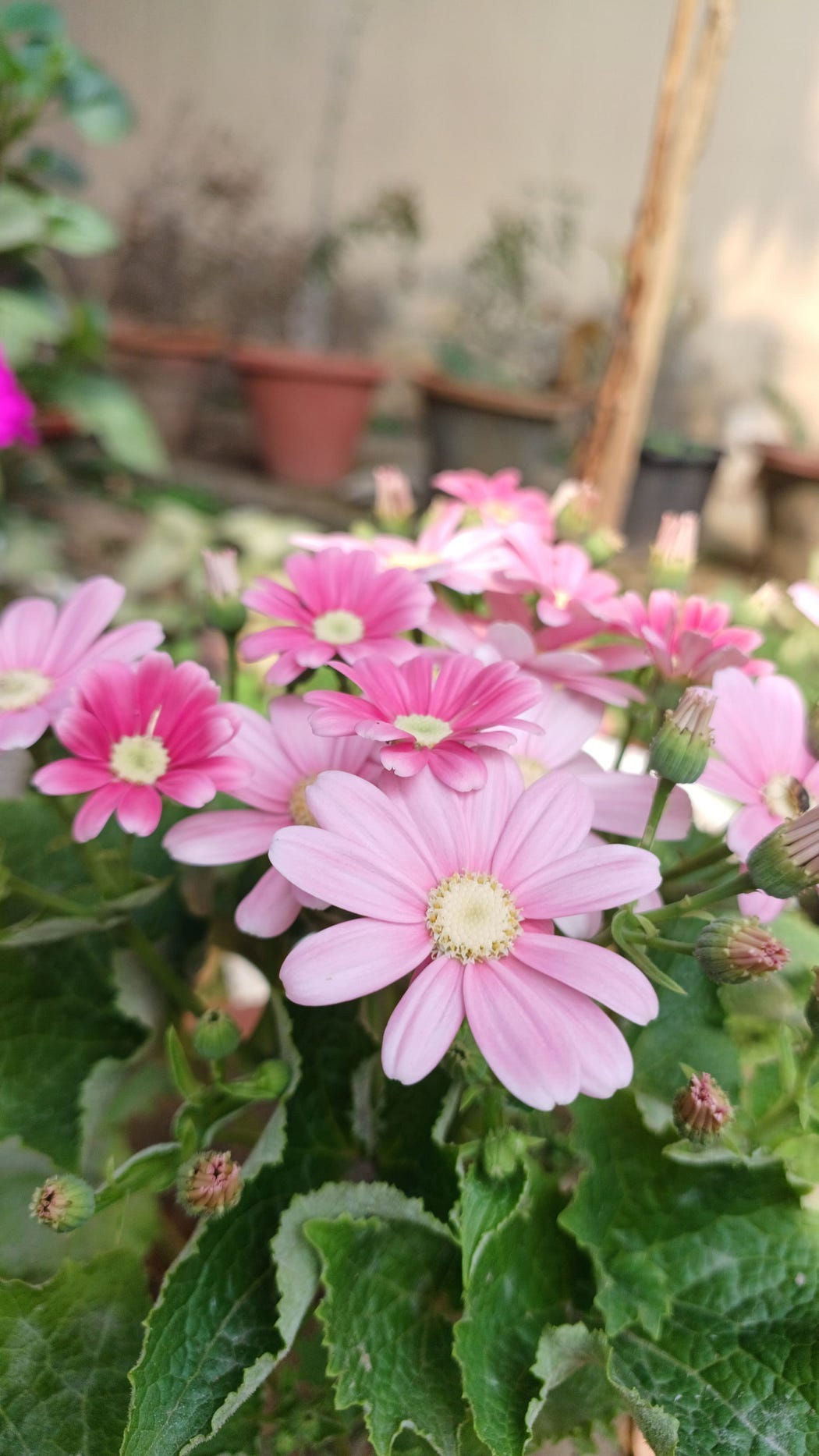 About me — Aranya. Hello, I’m Aranya. | by Aranya Shukla | About Me Stories | Jun, 2025 | Medium