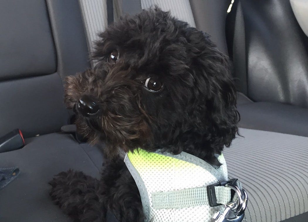 How I Became a Dog Person. I didn’t want to get the dog, but my… | by ...