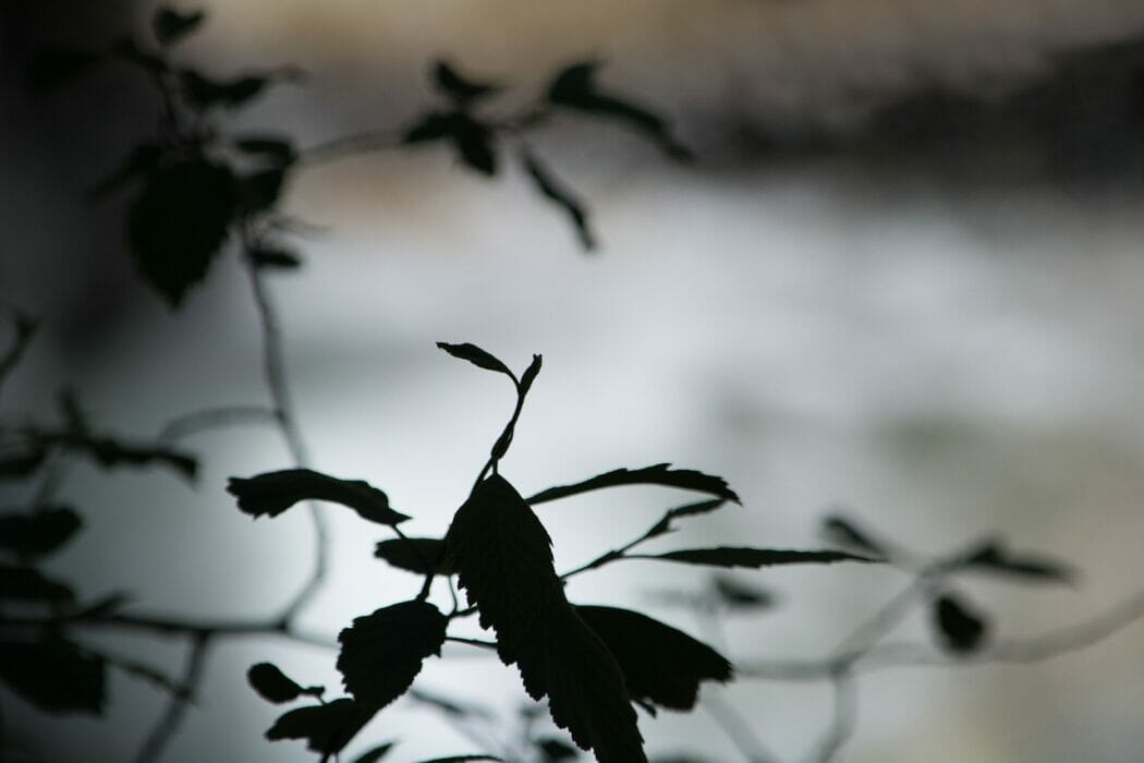 Dancing Shadows: The Art of Shadow Play | by Dancing Guide | Medium