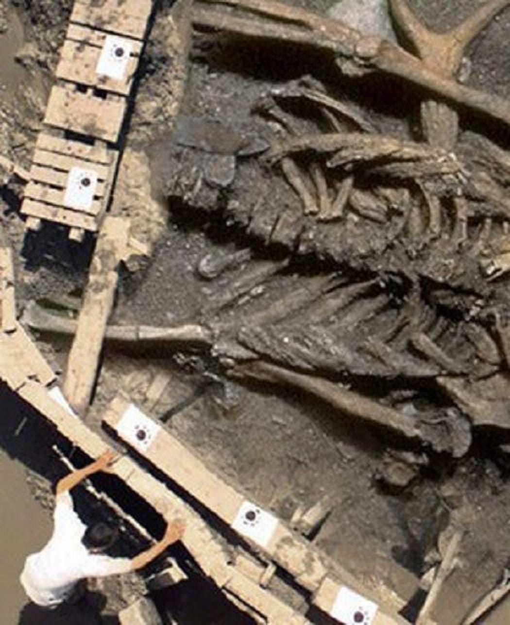 Gigantic Skeletons Unearthed In Africa | by Johnmooner-chief | Medium