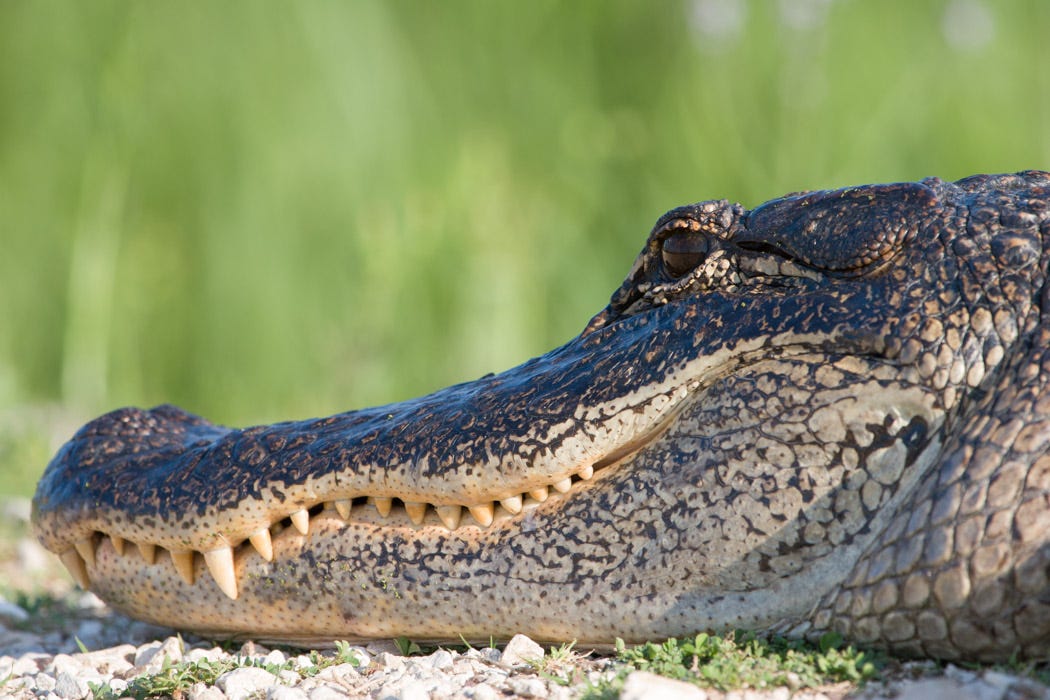 American Alligator Sunning. This photo of a sunning American… | by One ...