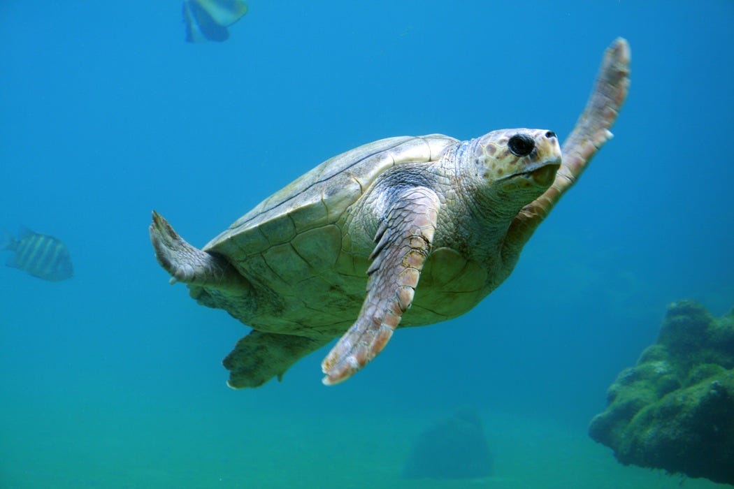 The Slow Startup, la startup tranquila | by Patricia Araque | Medium