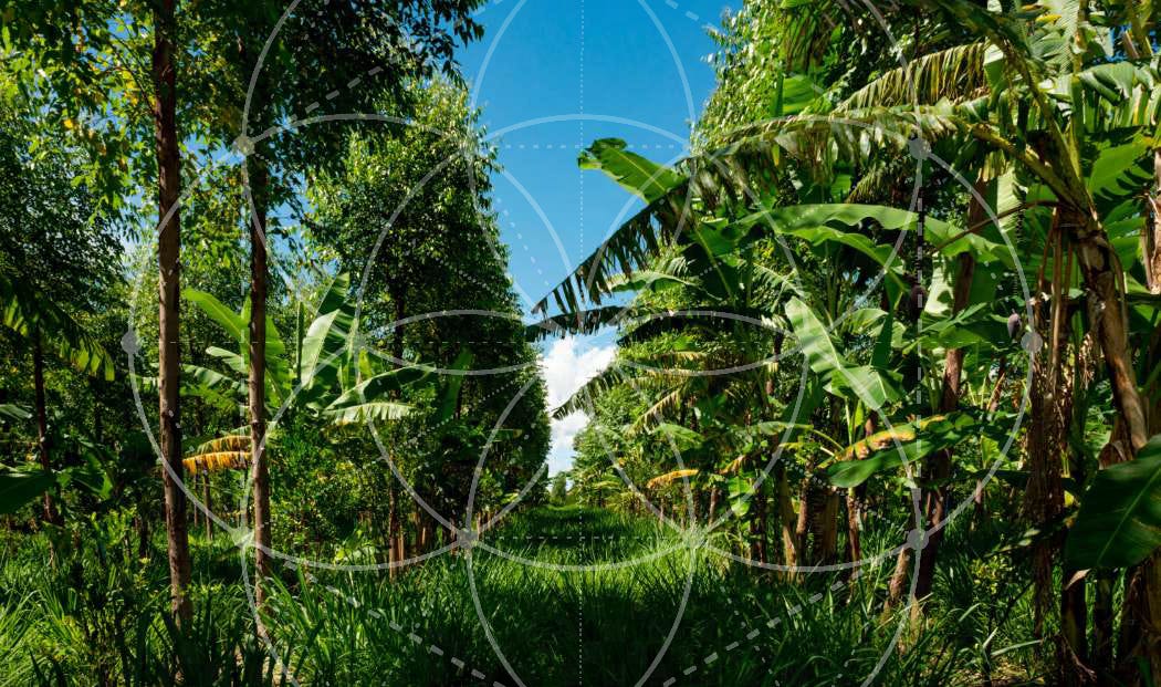 It’s not magic, it’s a Syntropic Agroforestry System | by Marcelo ...