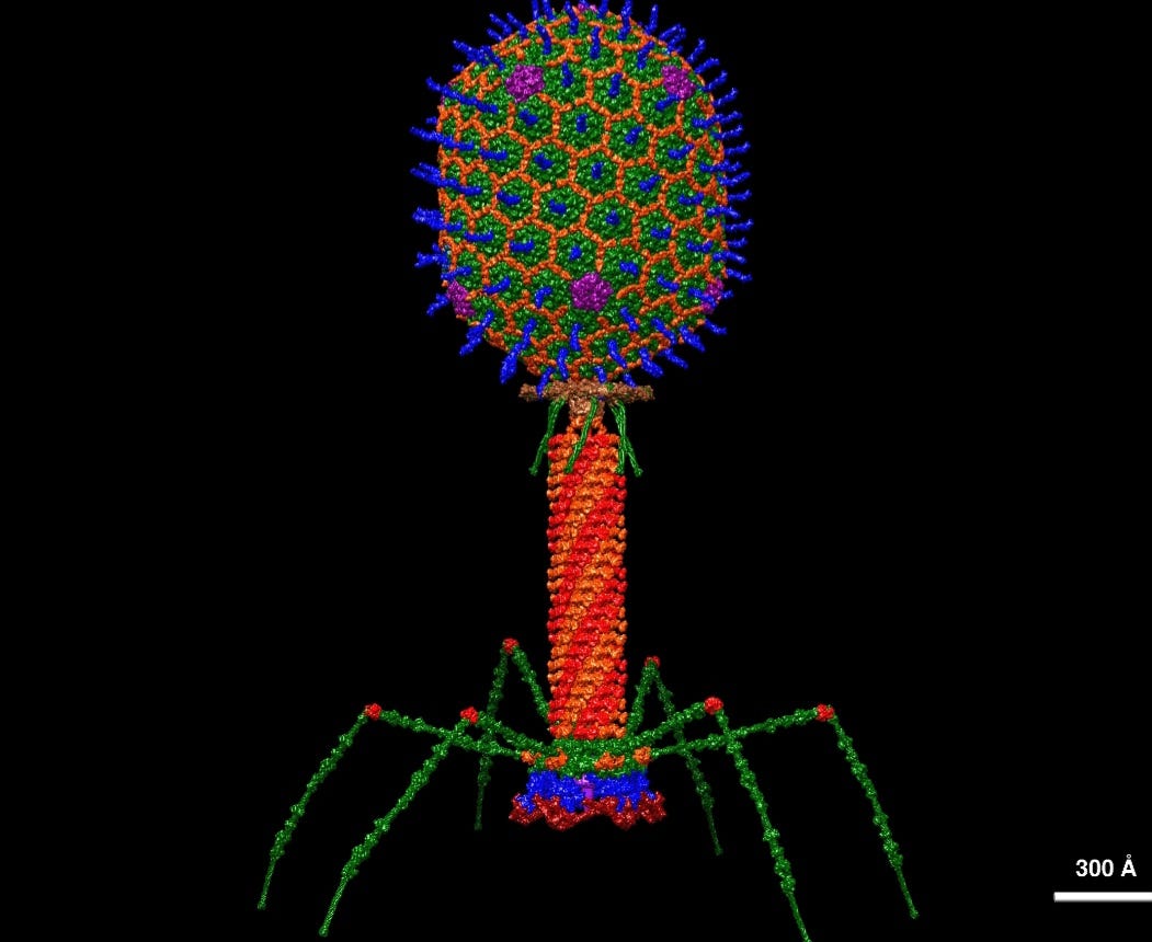 Atomic structural model of bacteriophage (https://commons.wikimedia.org ...