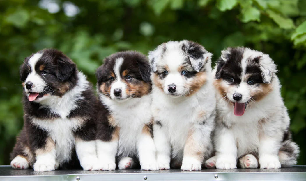 What are the typical personality traits and temperament of Australian ...