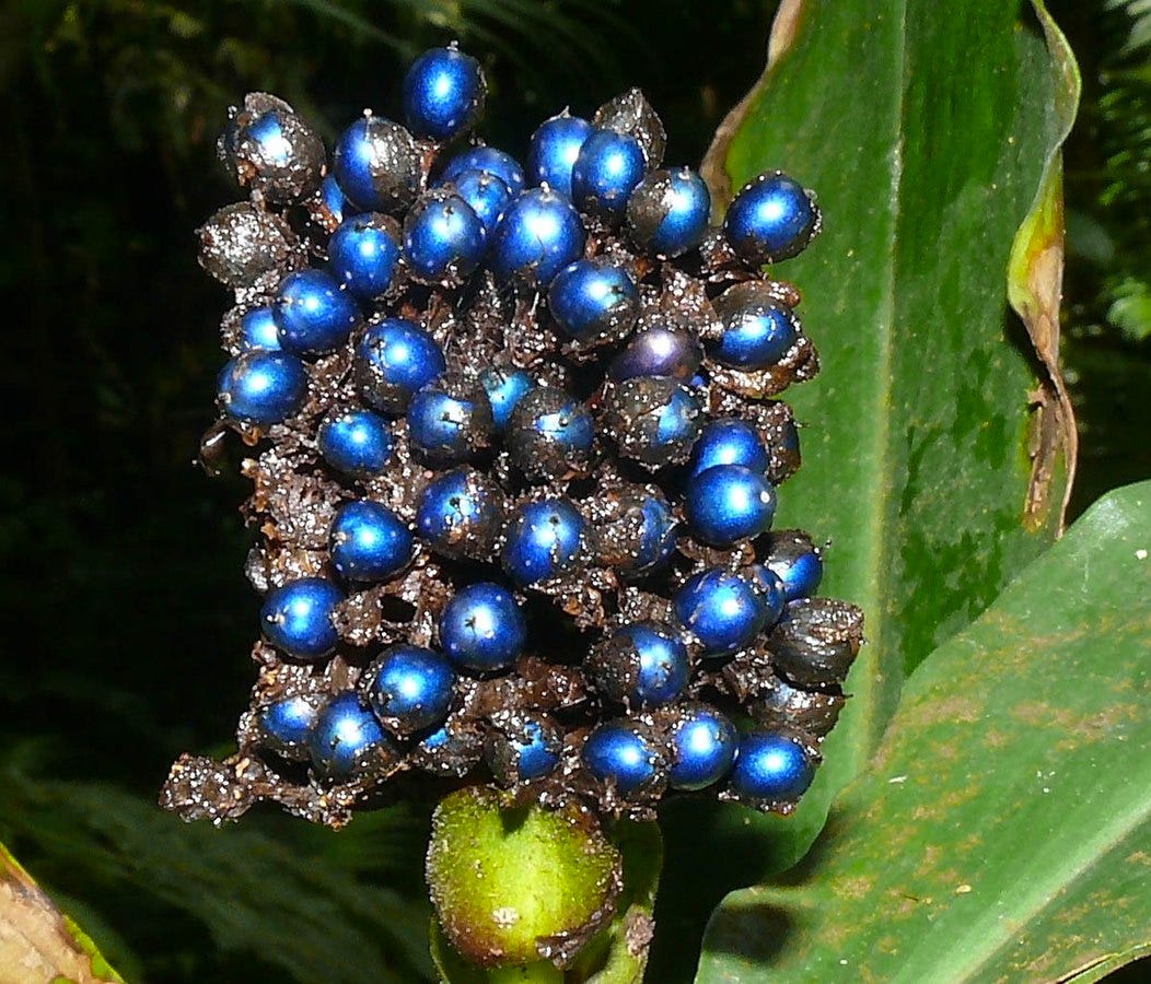Did You Know…The Shiniest Living Thing on Earth is Actually a Fruit ...